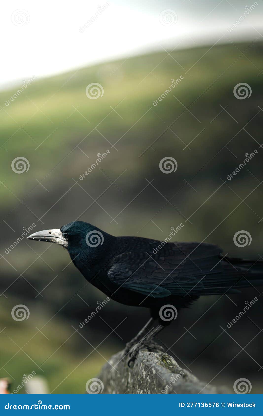 Crow perched on a rock stock photo. Image of outdoors - 277136578