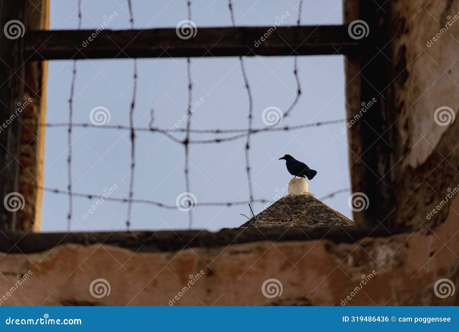 Crow Perched on a Rooftop Viewed through a Window with Barbwire Stock ...