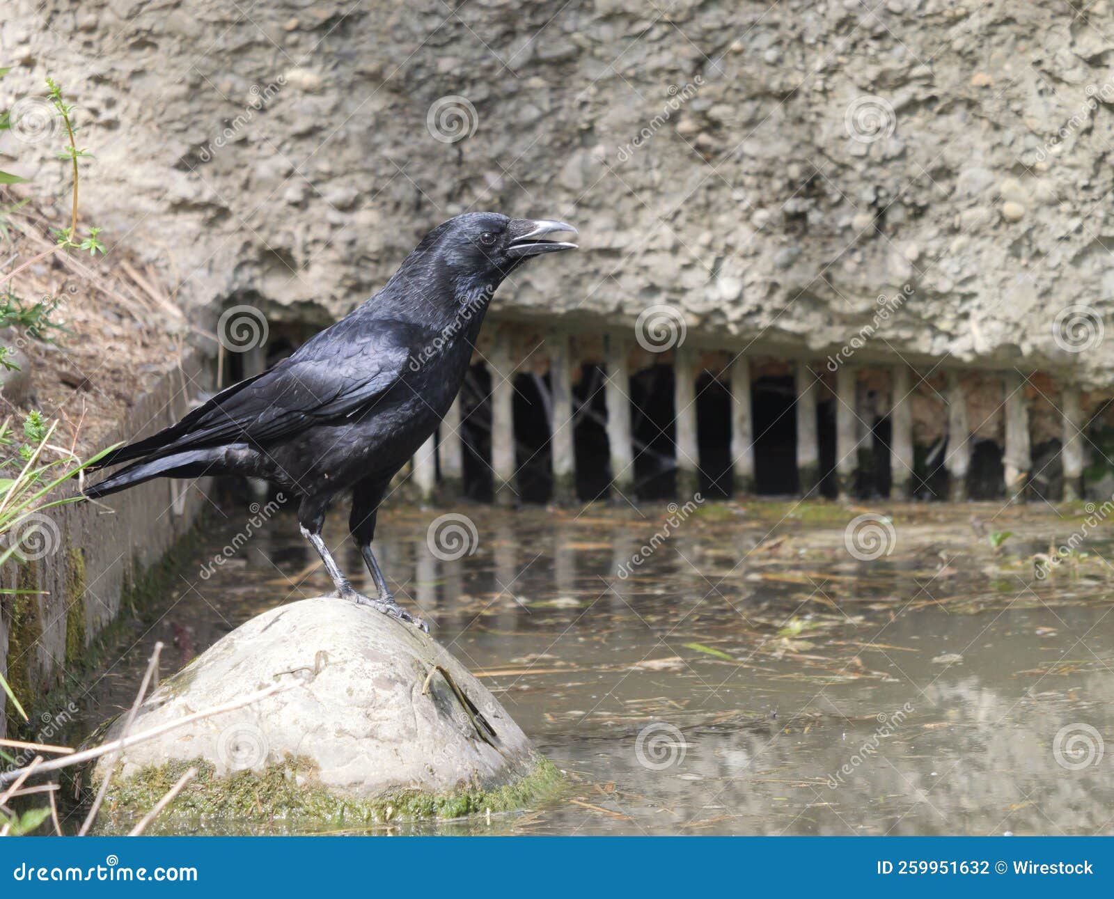 Crow Perched on the Stone with an Open Beak during the Daytime Stock ...