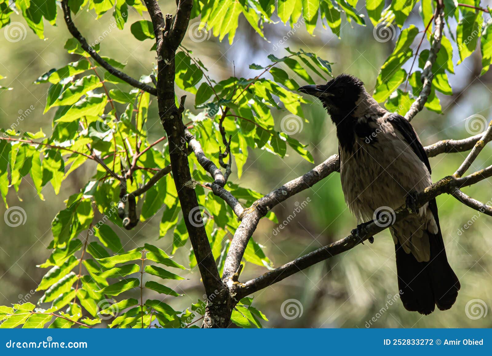A Crow Perched on a Tree Branch Stock Photo - Image of wildlife ...