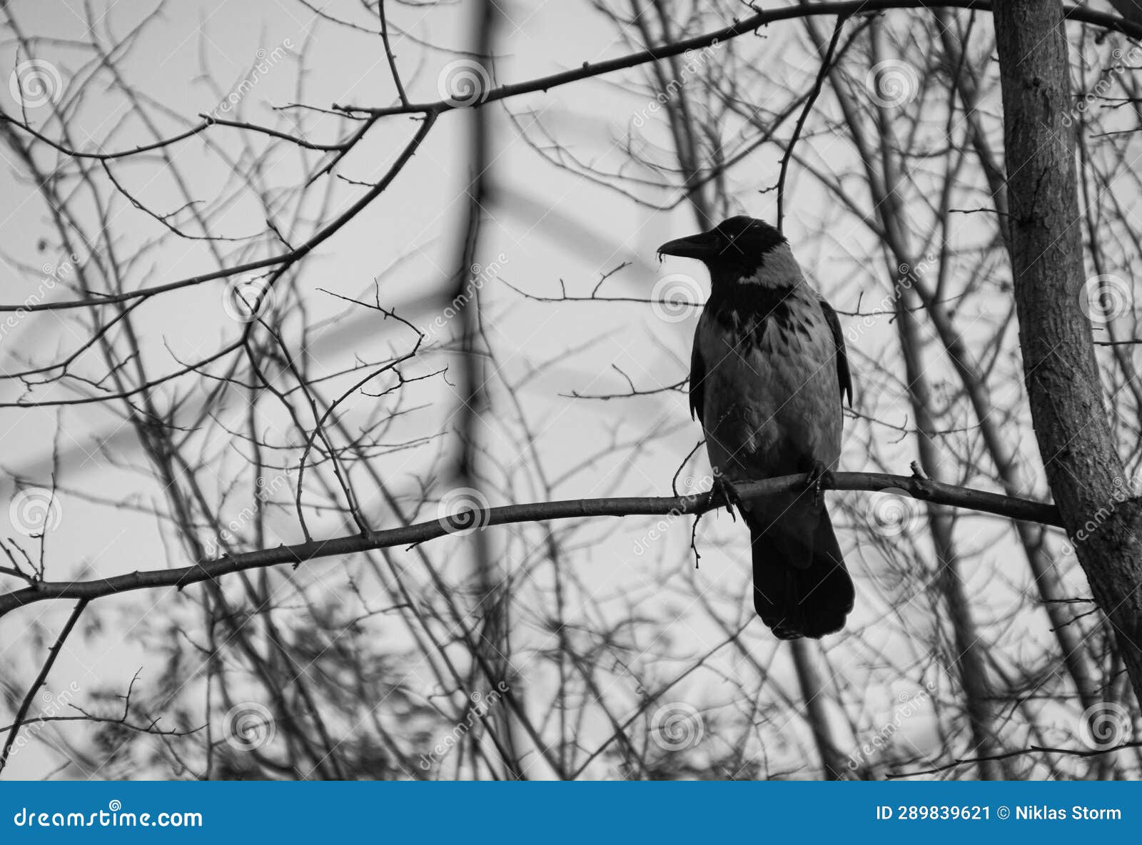 A Crow Perched on a Tree Branch Stock Image - Image of branch, small ...