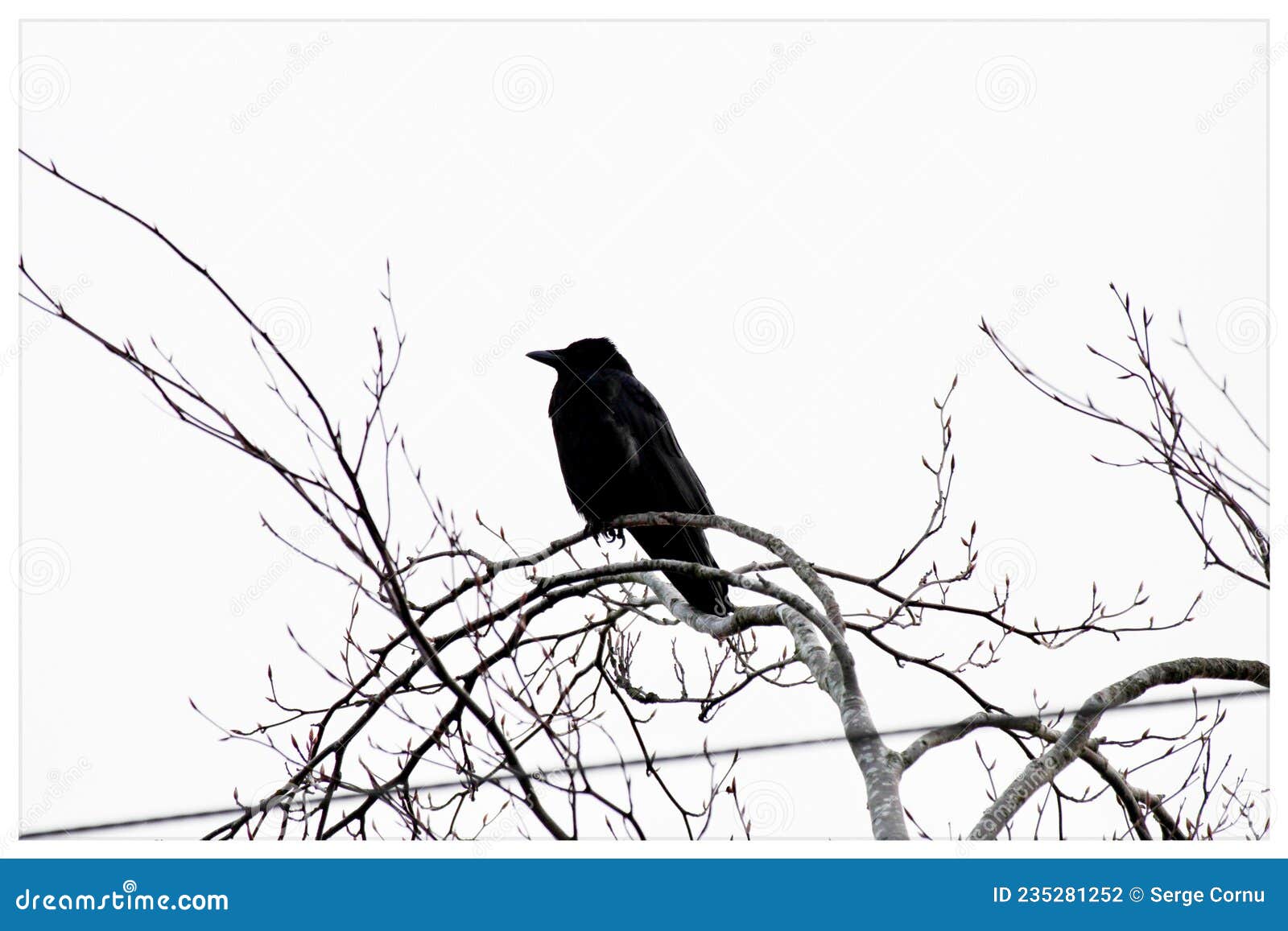 Crow Perched on a Tree Branch Stock Photo - Image of tree, nature ...