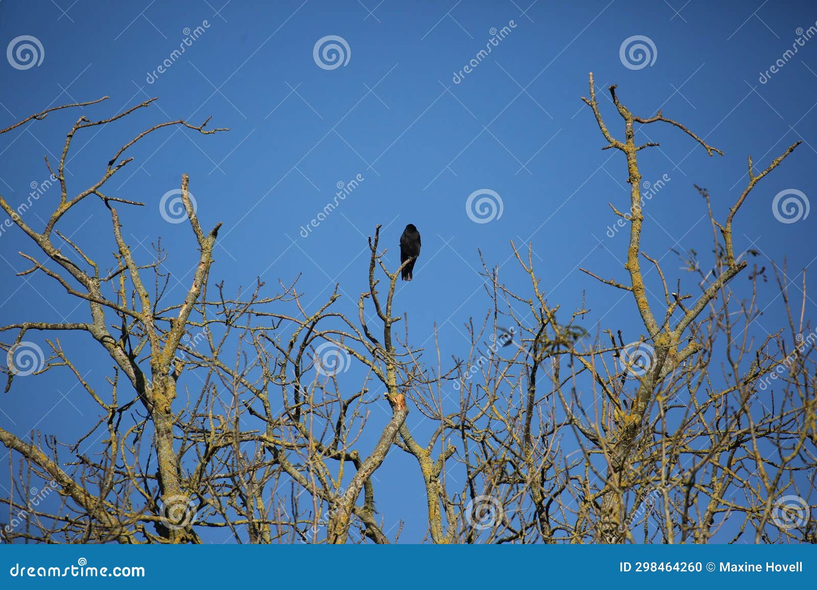 Crow perched in a tree stock photo. Image of prairie - 298464260