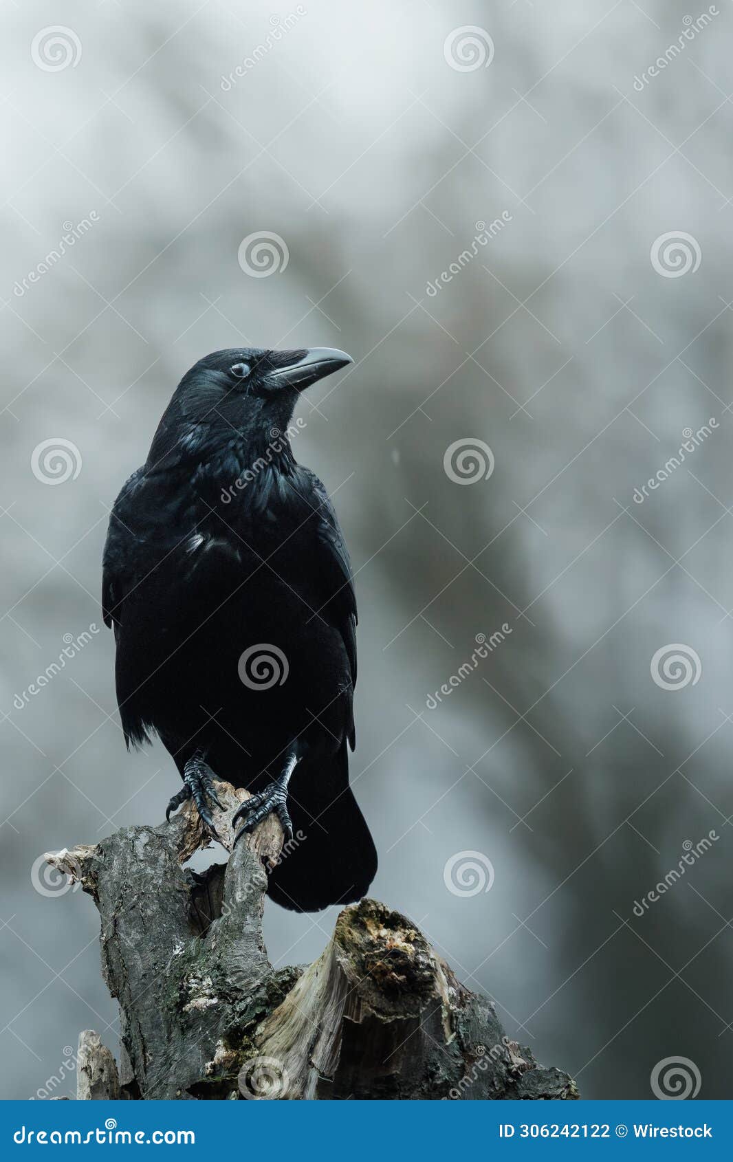 Crow Perched on a Withered Log Stock Photo - Image of scavenger, perch ...