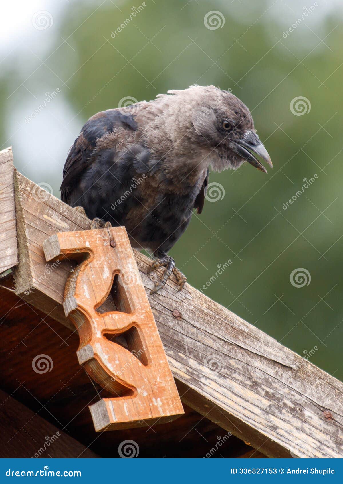 A Crow is Perched on a Wooden Beam Stock Image - Image of plumage ...