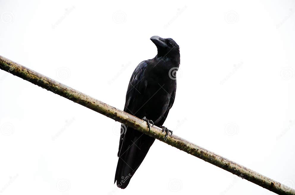 Crow perching stock photo. Image of raven, branch, bird - 44217476