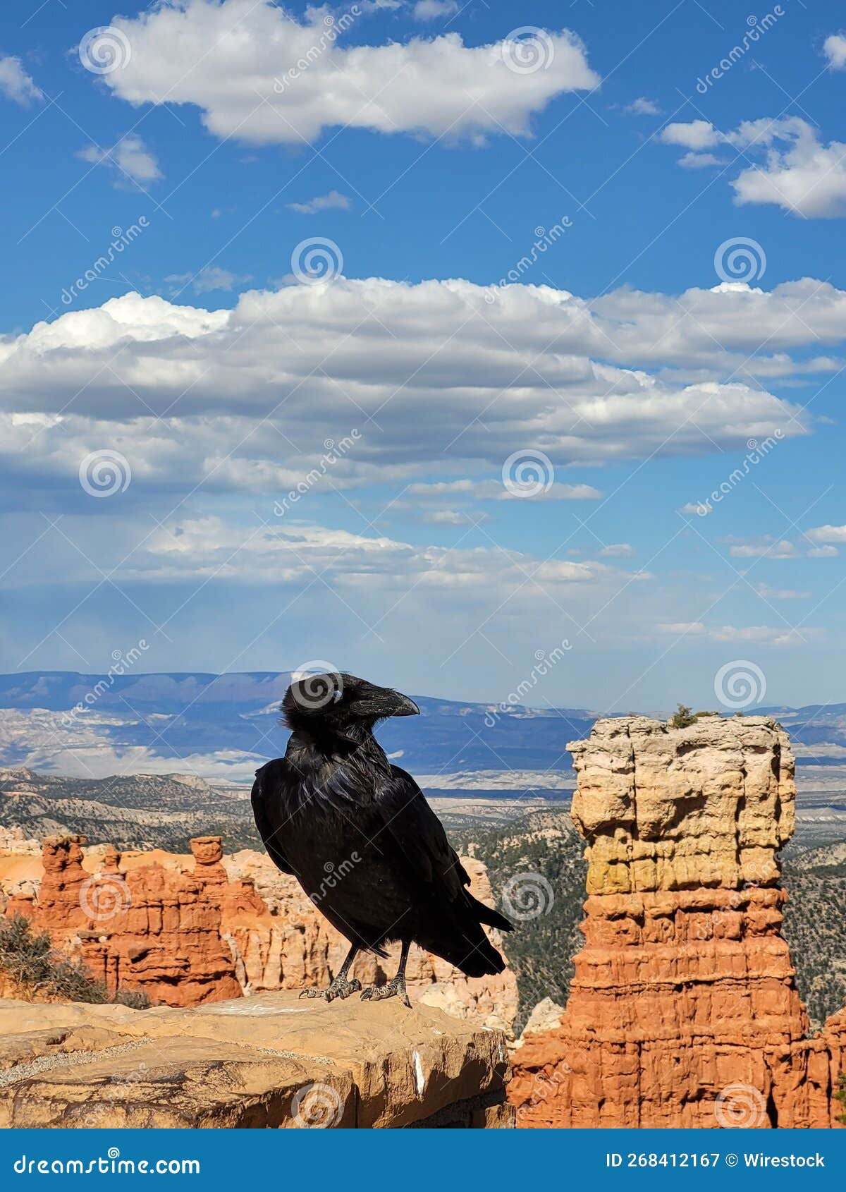 Crow perching on rock stock image. Image of head, feathers - 268412167