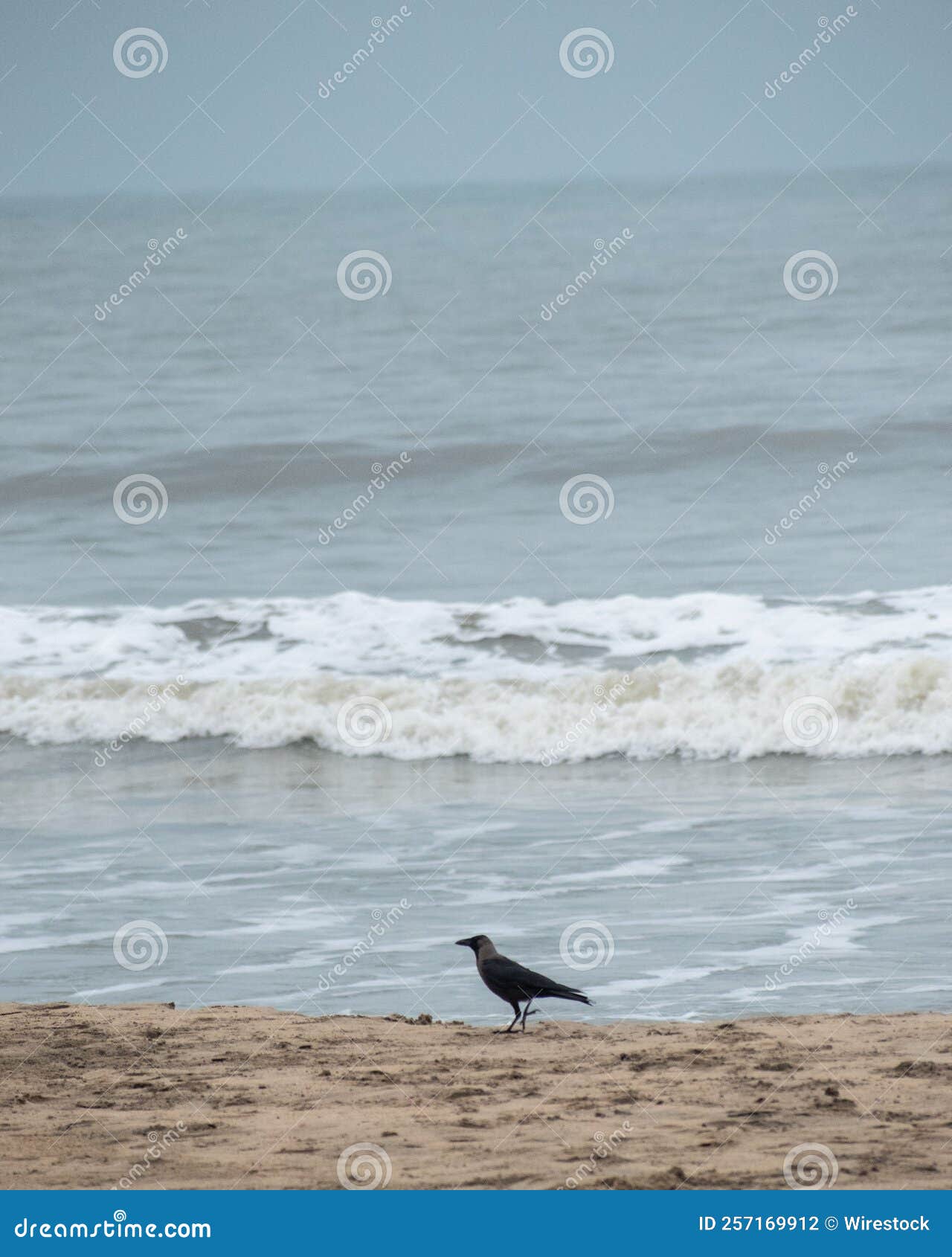 Crow Perching on Sandy Beach in Background of Sea Waves Stock Photo ...
