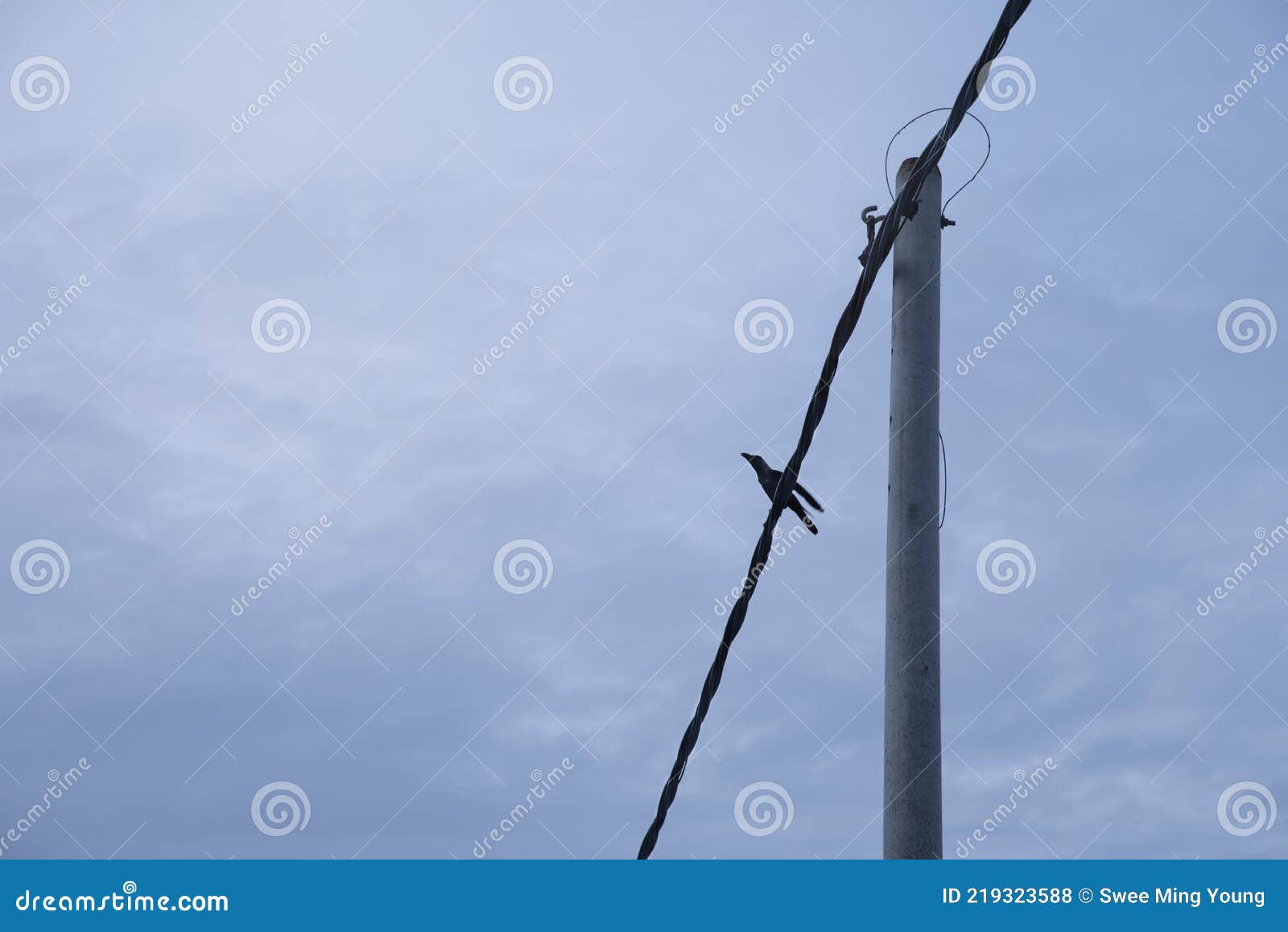 Crow Perching on the Street Electric Pole Cable. Stock Photo - Image of ...