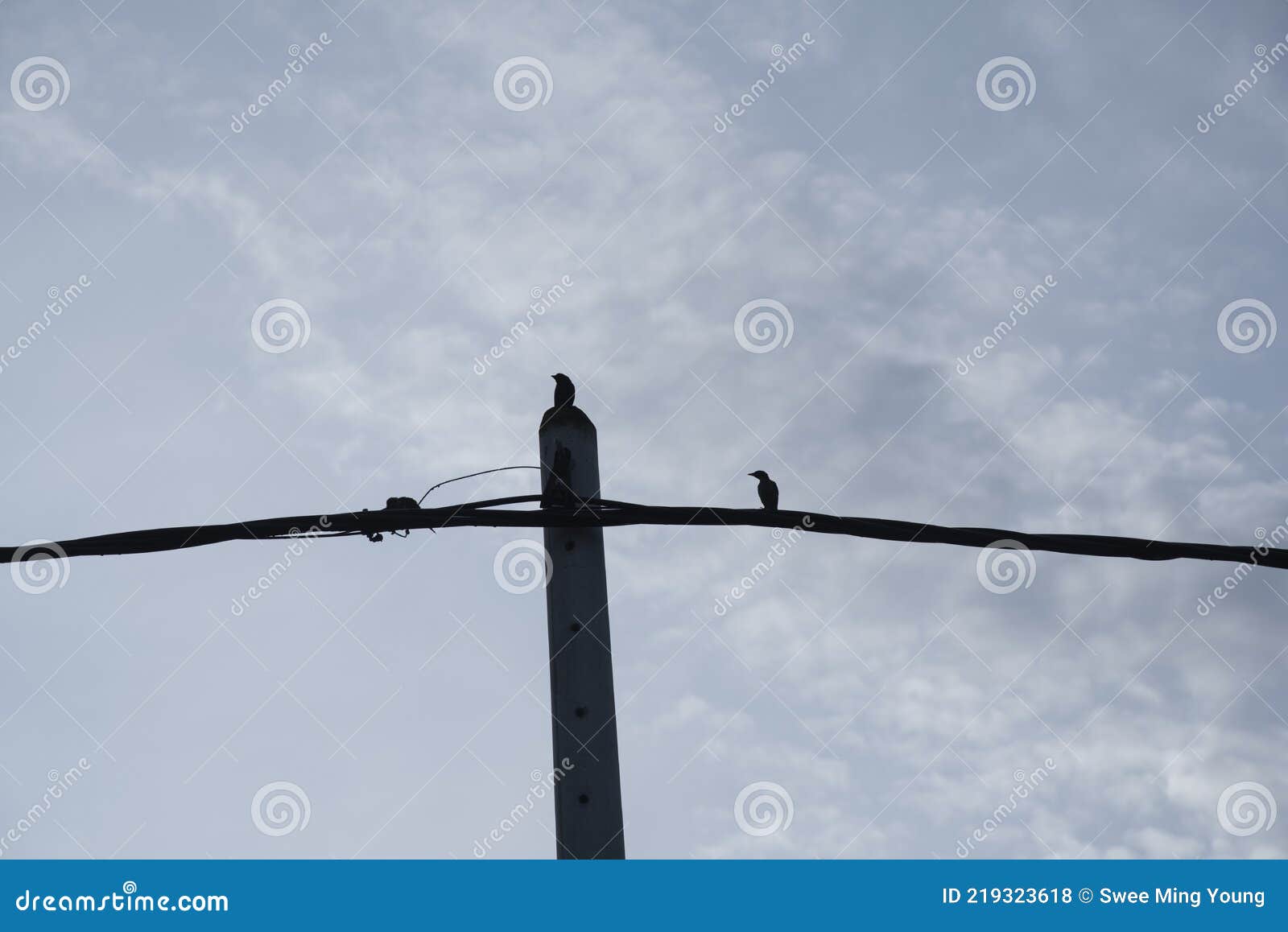 Crow Perching on the Street Electric Pole Cable. Stock Photo - Image of ...