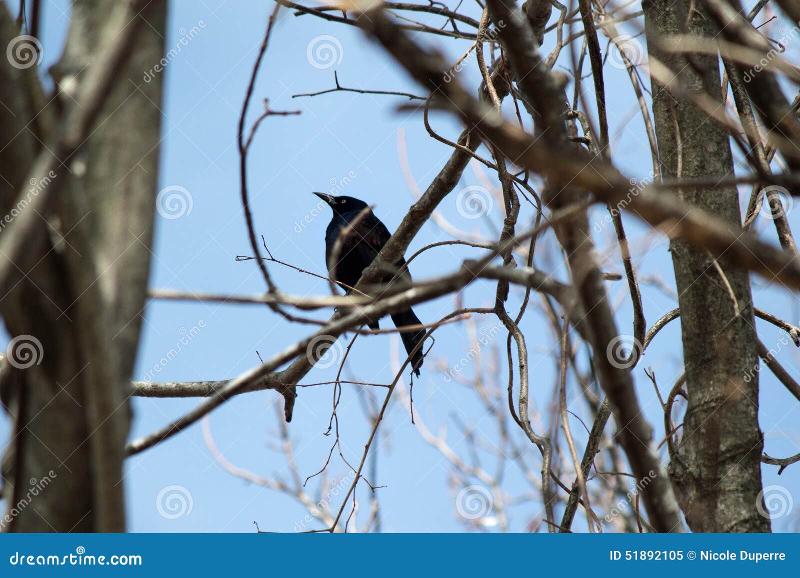Crow perching in a tree stock image. Image of perching - 51892105