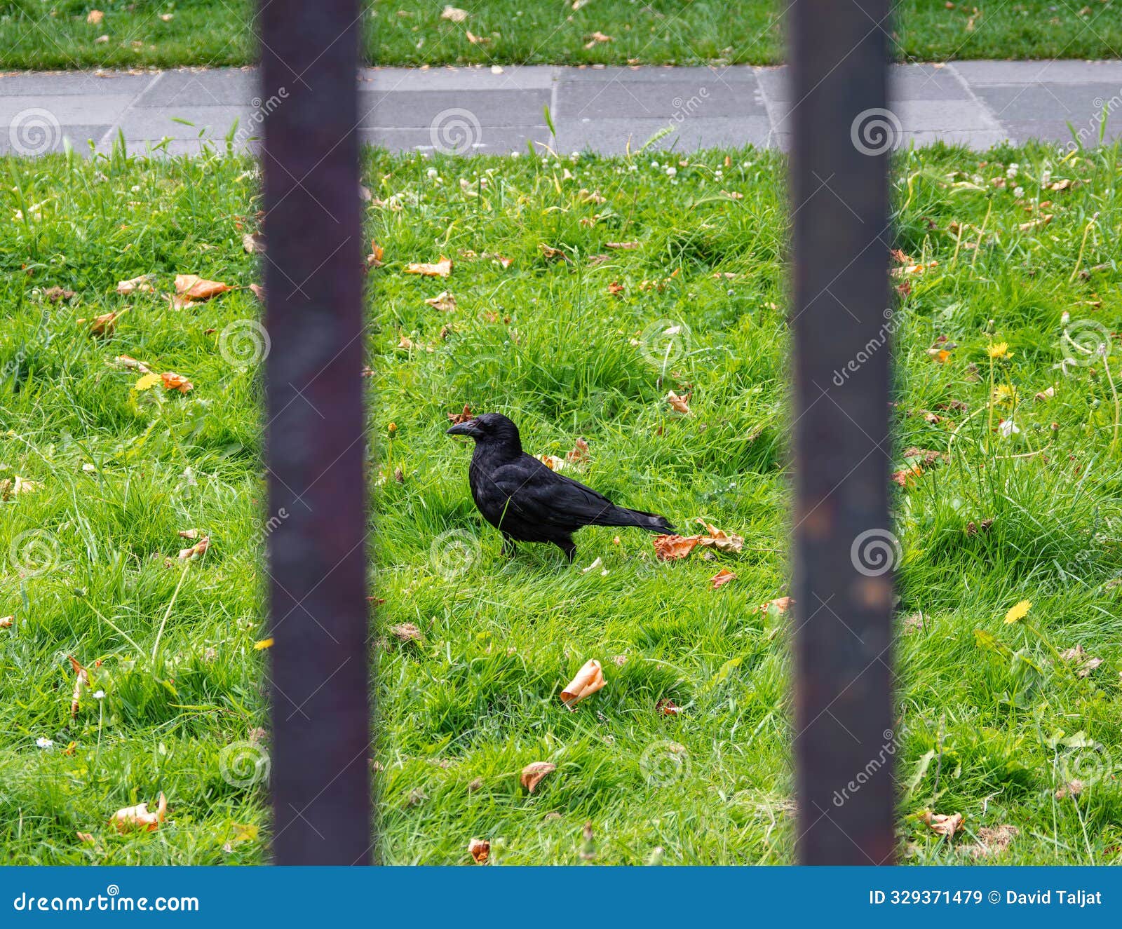 Crow picking at grass stock image. Image of fauna, pick - 329371479
