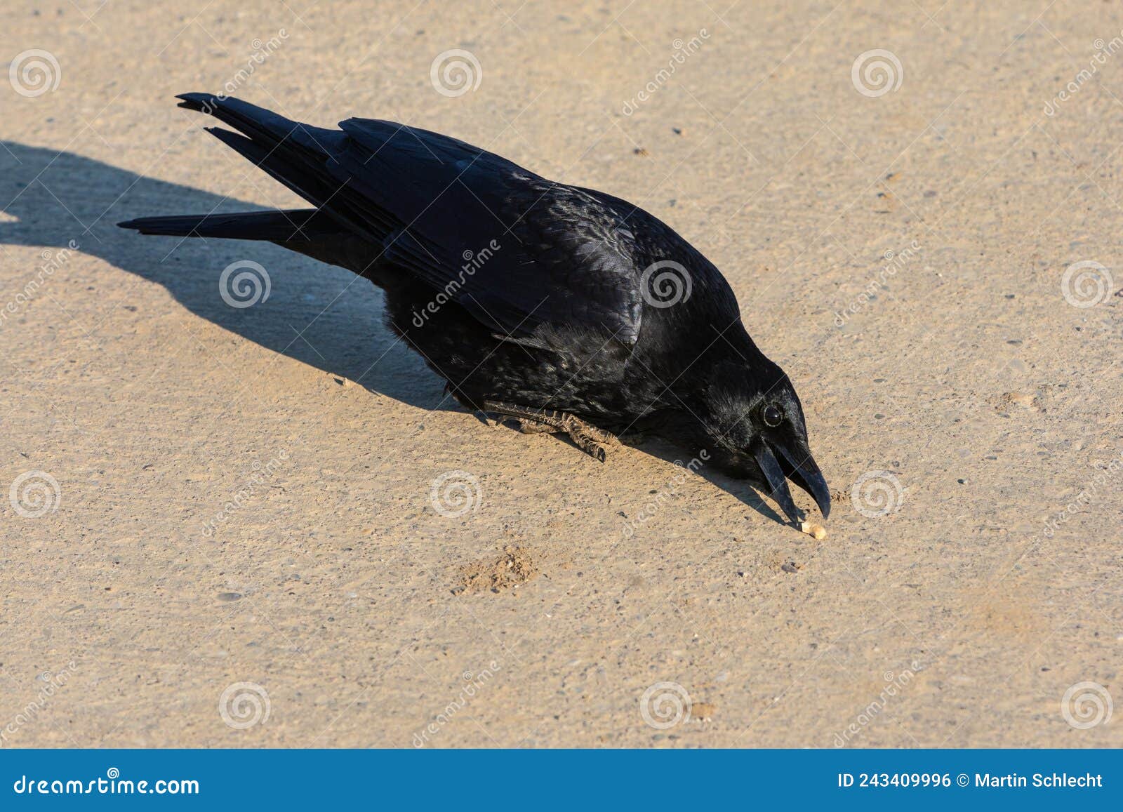 Crow Picking a Piece of Food Stock Photo - Image of beak, corvus: 243409996