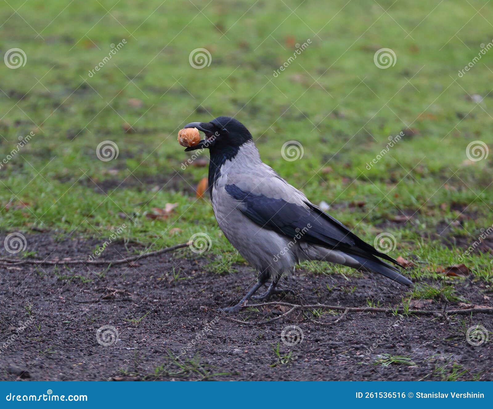 Crow with a Piece of Food in Its Open Beak Stock Photo - Image of ...