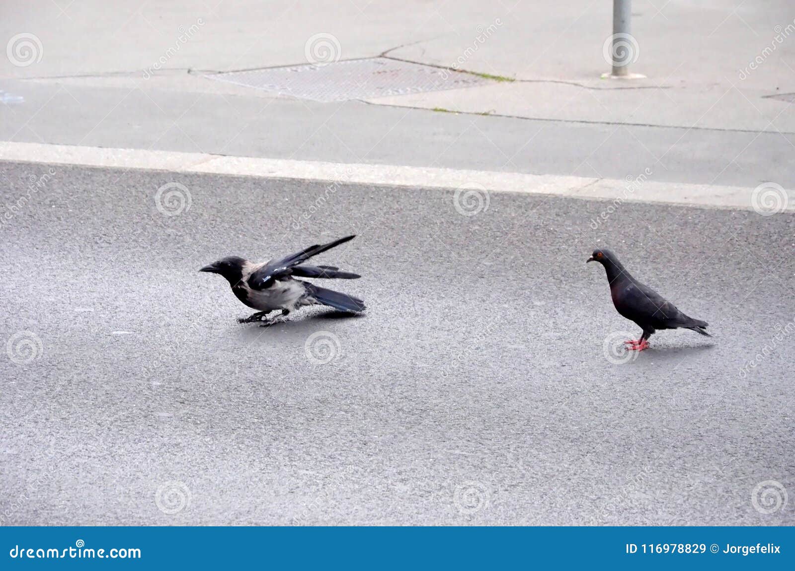 2,445 Crow Pigeon Photos - Free & Royalty-Free Stock Photos from Dreamstime
