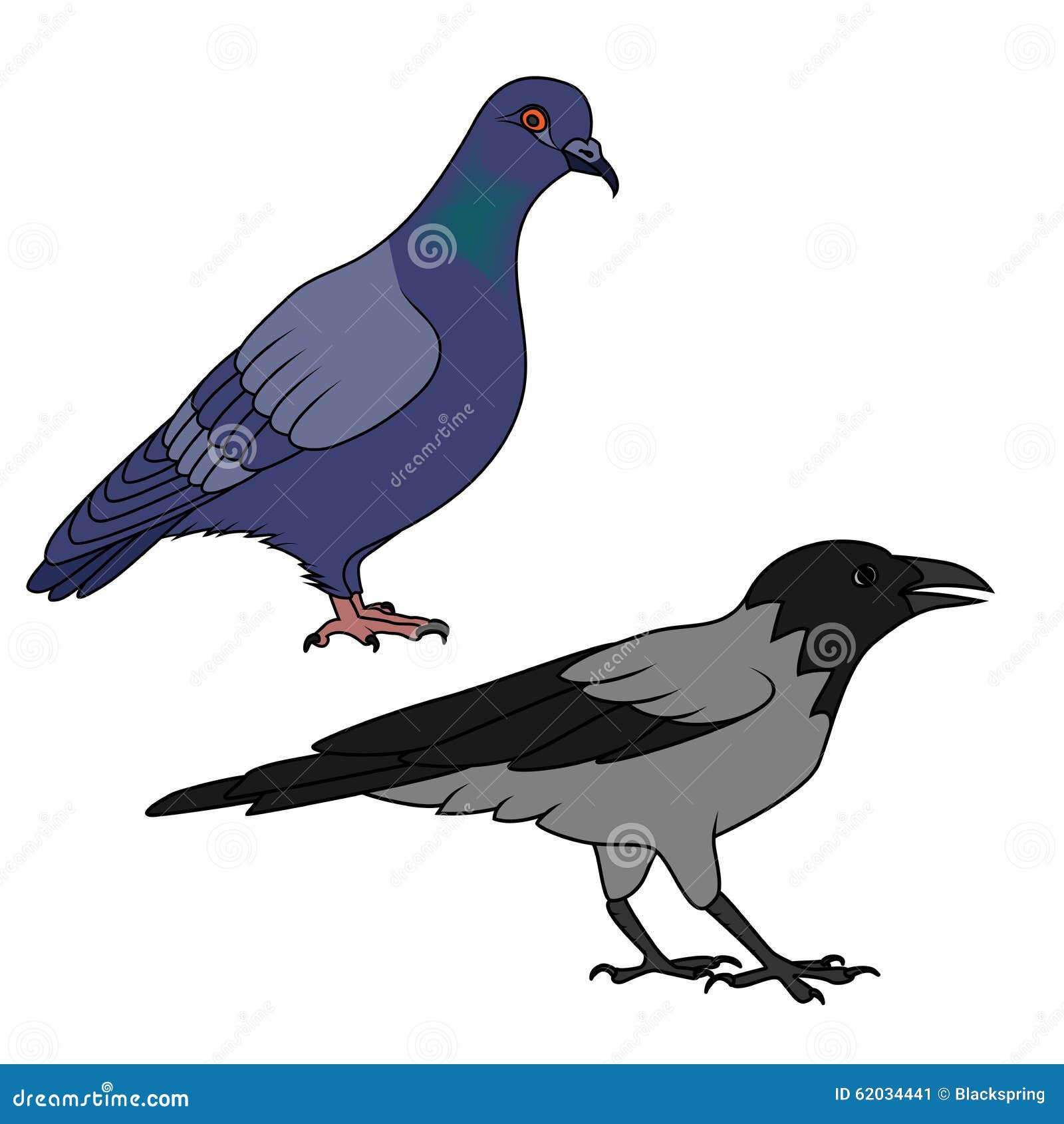Crow and Pigeon Illustration Stock Vector - Illustration of zoology ...