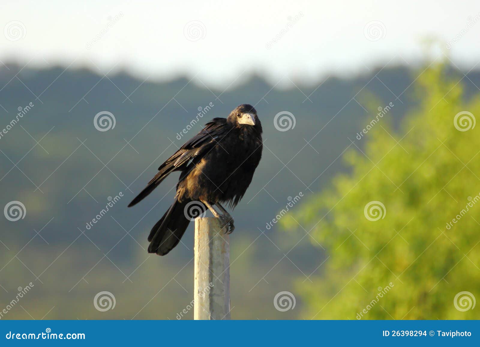 Crow on a pillar stock photo. Image of alone, crow, rook - 26398294