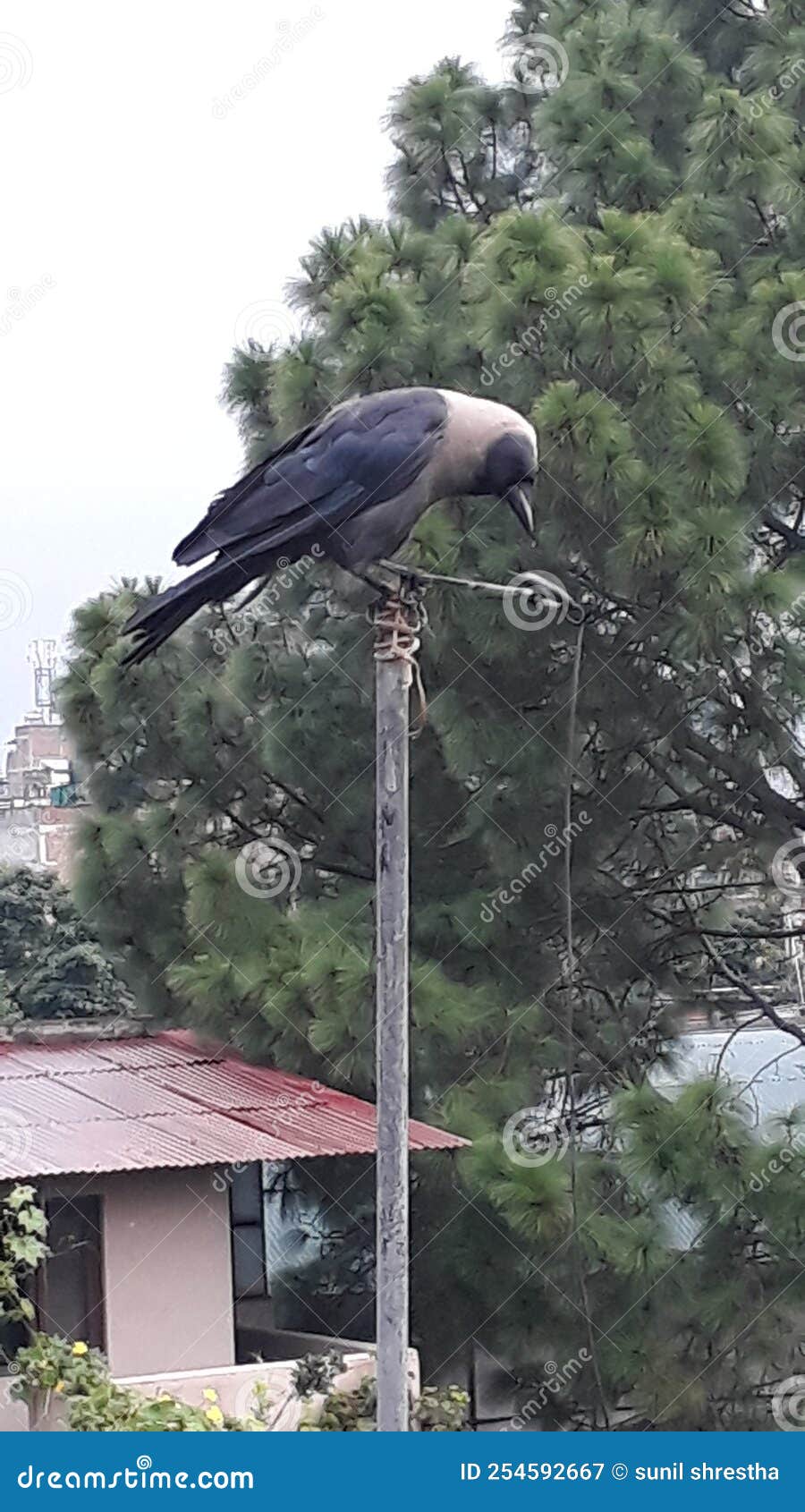 Crow on pipe stock image. Image of nature, wing, finch - 254592667
