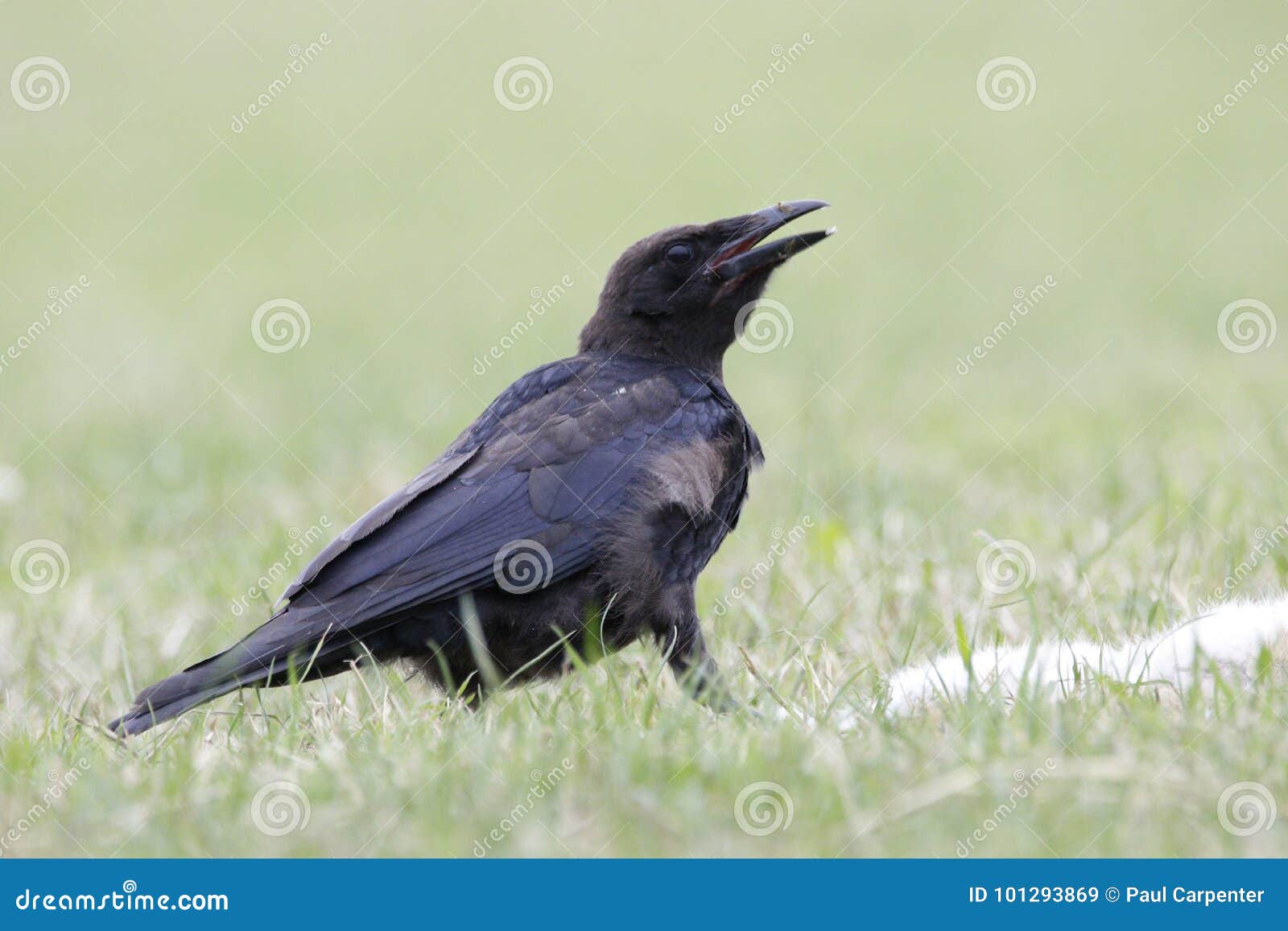 Crow portrait stock image. Image of fall, crow, cygnet - 101293869