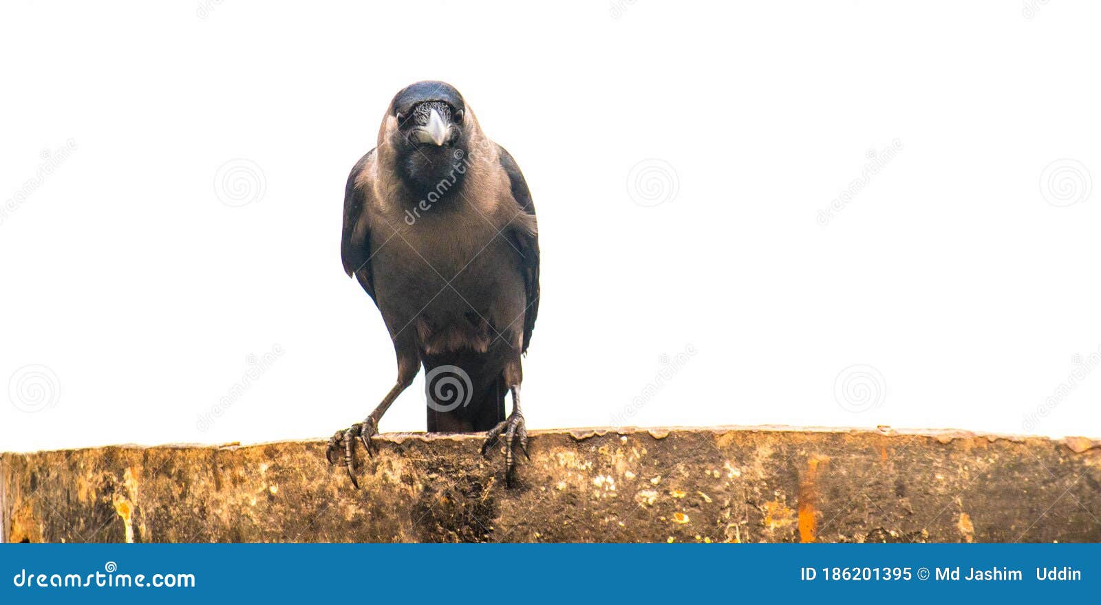 Crow potrait stock image. Image of birds, sitting, scape - 186201395