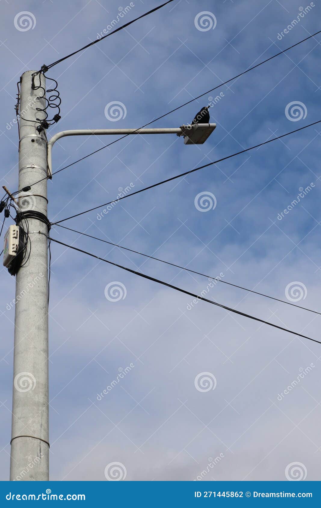 A crow on power lines stock photo. Image of power, electricity - 271445862