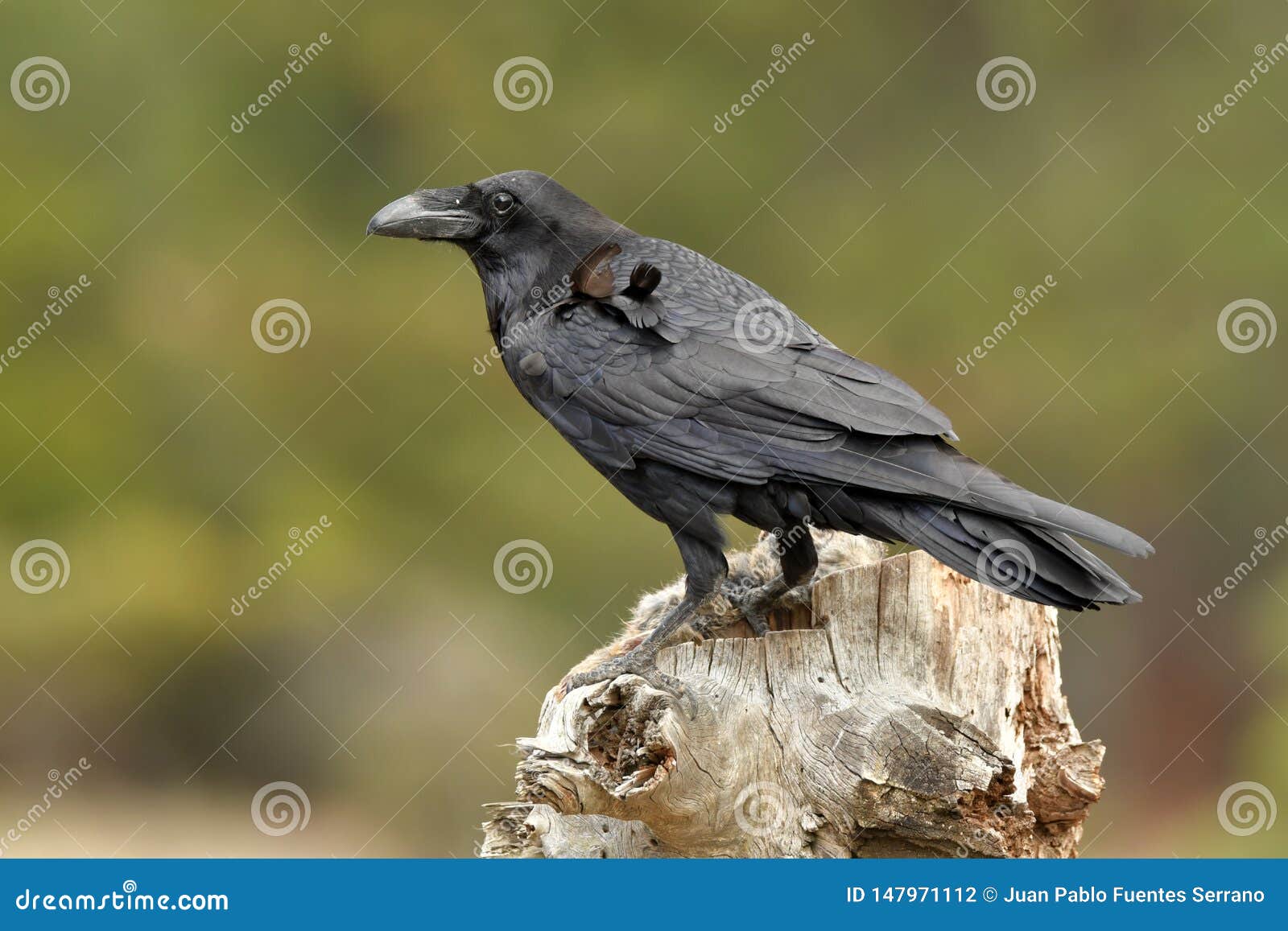 A crow with a prey stock photo. Image of raptors, feathers - 147971112