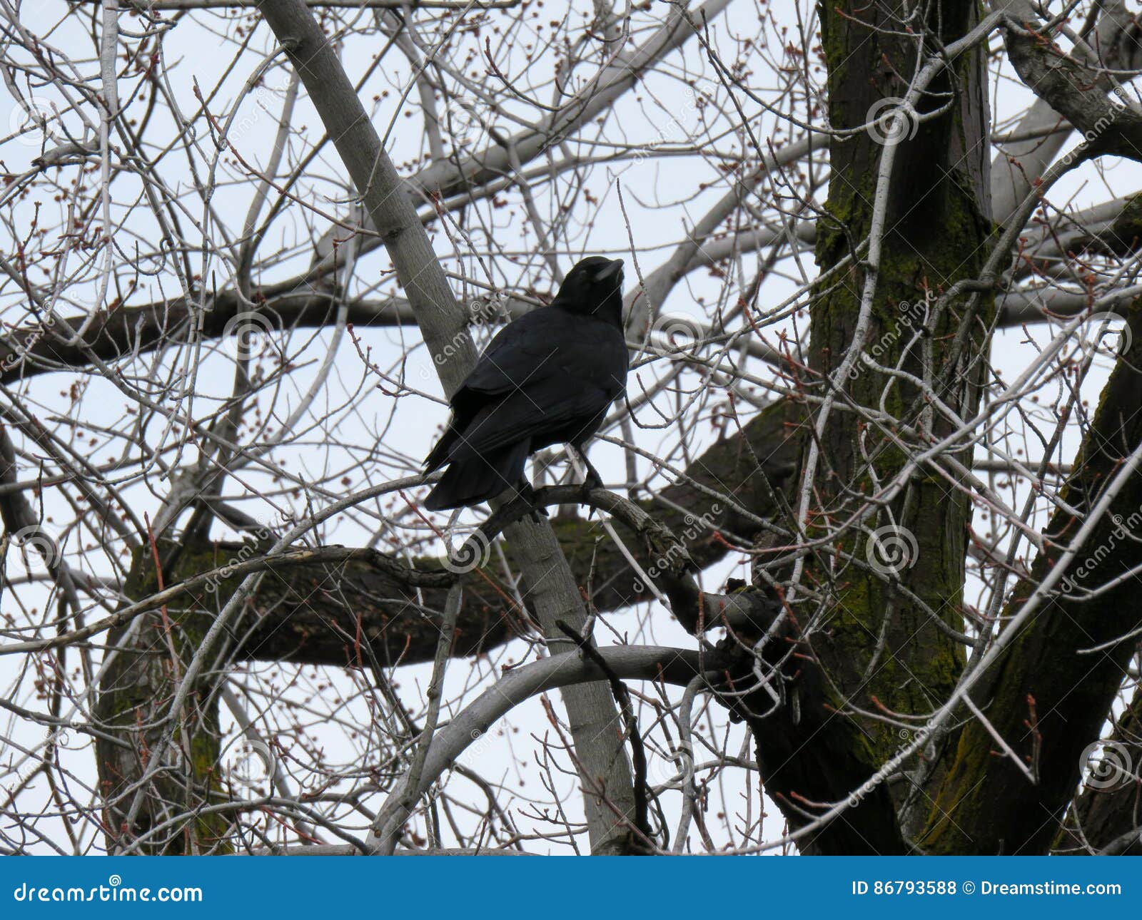 Crow Profile stock photo. Image of crows, bird, crow - 86793588