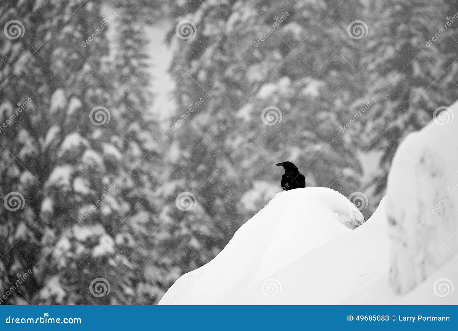 Crow in winter snowfall stock image. Image of snowfall - 49685083