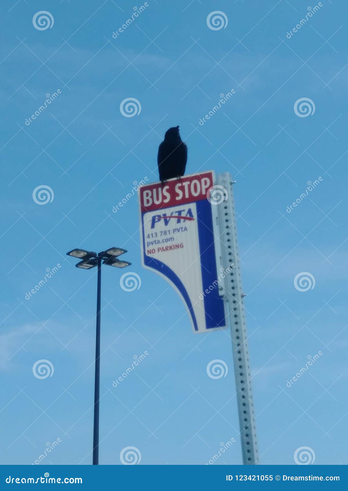 Crow on PVTA sign editorial image. Image of crow, nature - 123421055