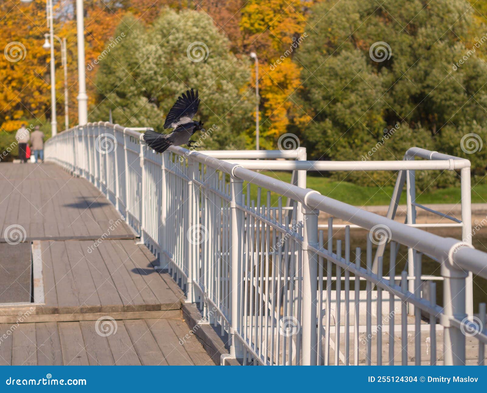 Crow on the Railing of the Bridge Stock Photo - Image of river, sitting ...