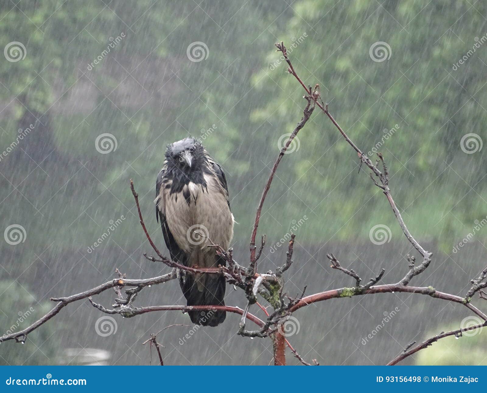 Crow in the rain stock photo. Image of branch, looking - 93156498