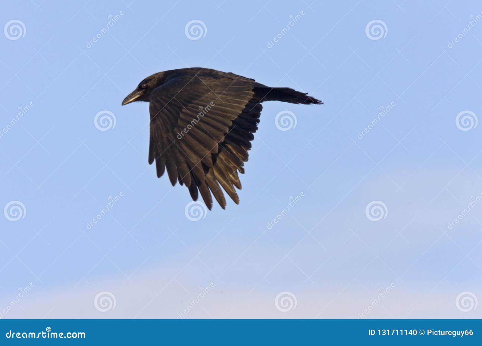 Crow Raven in Flight stock photo. Image of animal, flight - 131711140