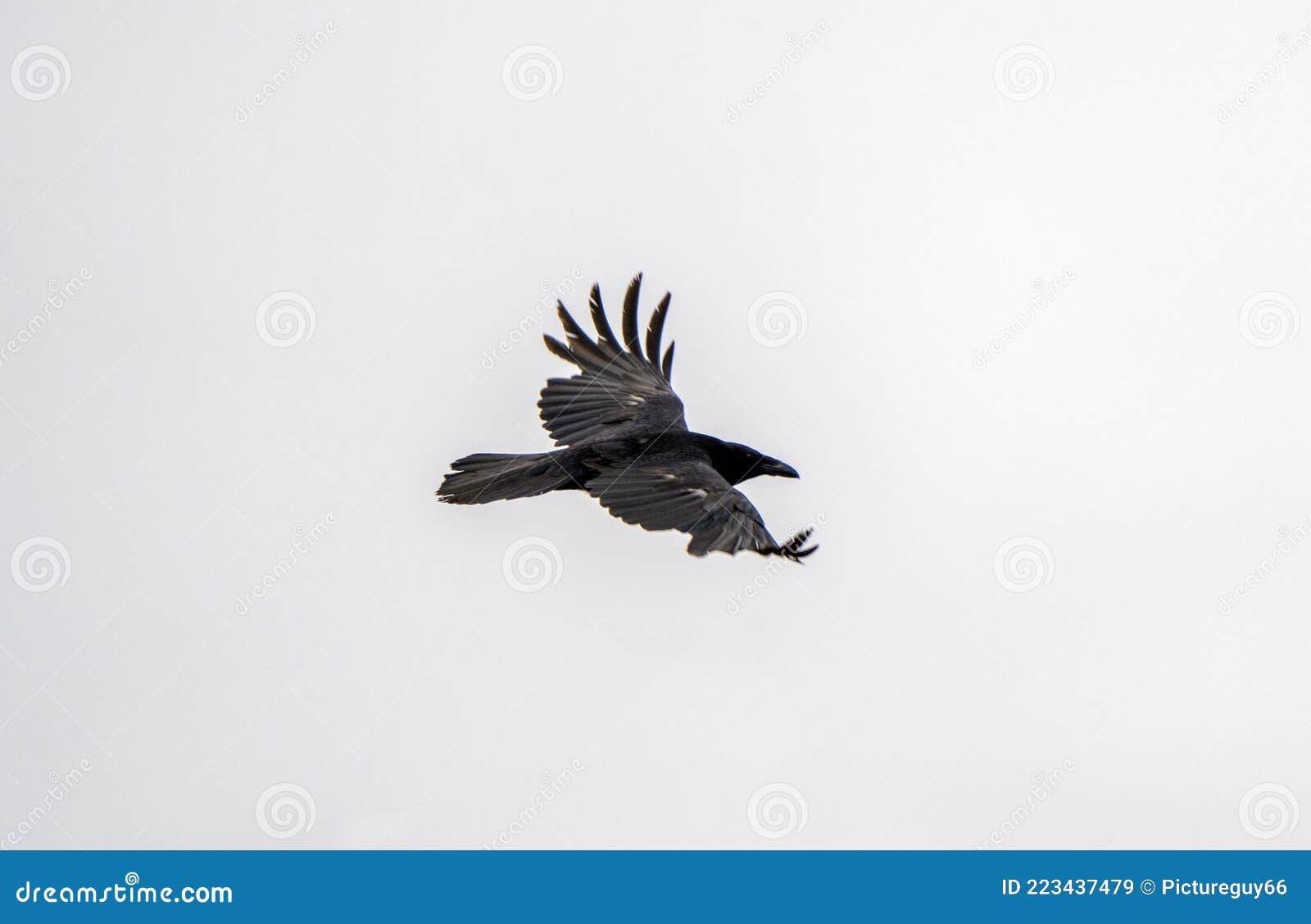 Crow Raven in Flight stock image. Image of feather, moving - 223437479