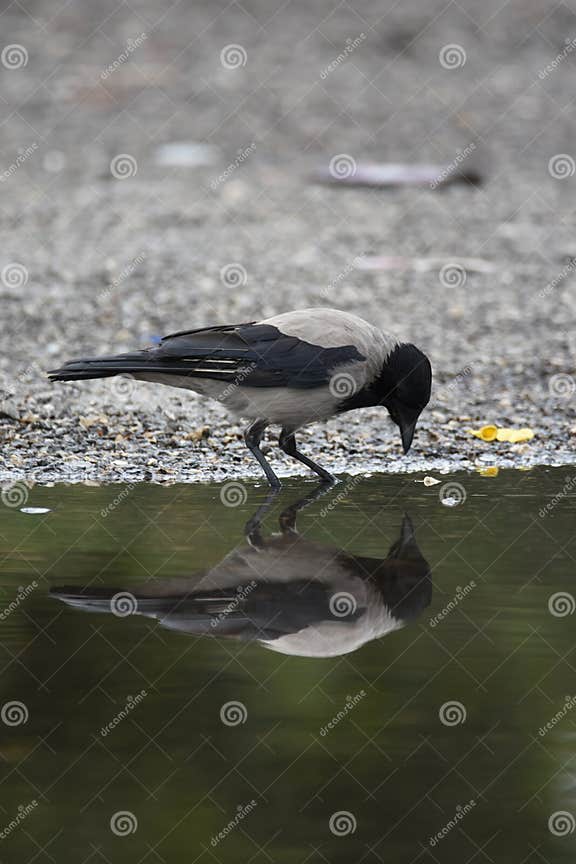 Crow in reflection stock photo. Image of bird, beak - 331070210
