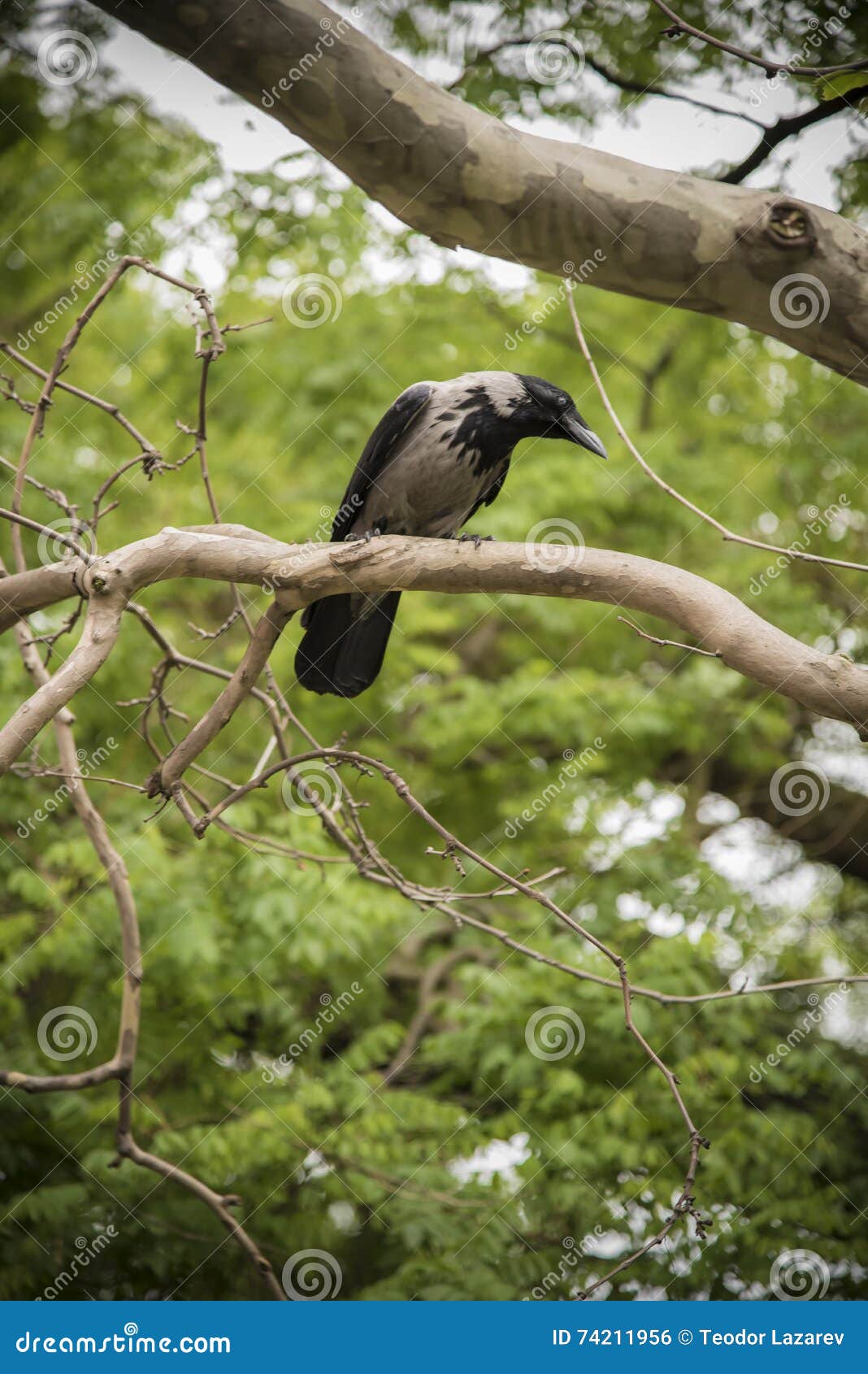 Crow resting on a branch stock photo. Image of ecosystem - 74211956