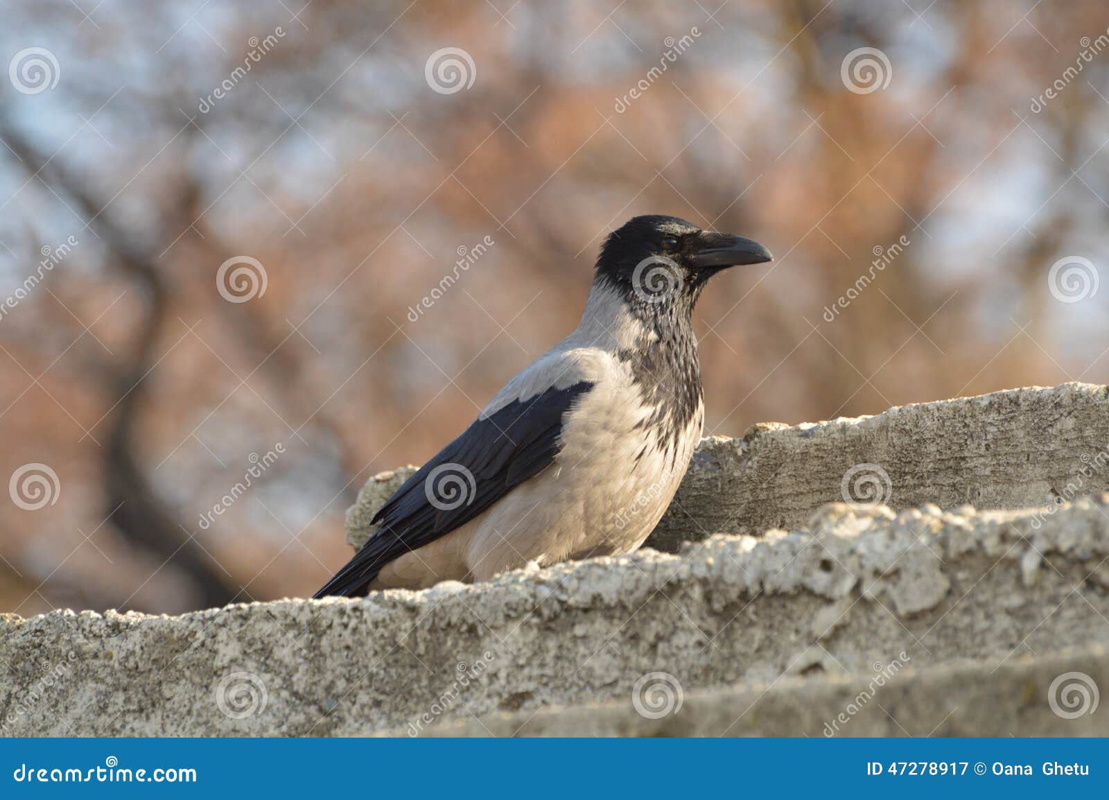 Crow resting stock image. Image of eating, wings, crow - 47278917