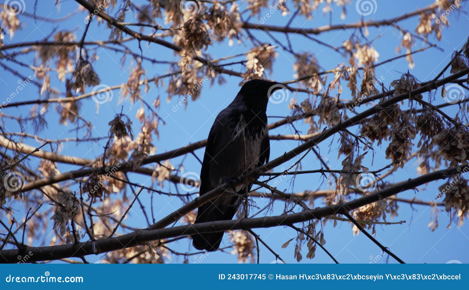 A Crow Resting on a Tree in Autumn Stock Image - Image of feather, wild ...