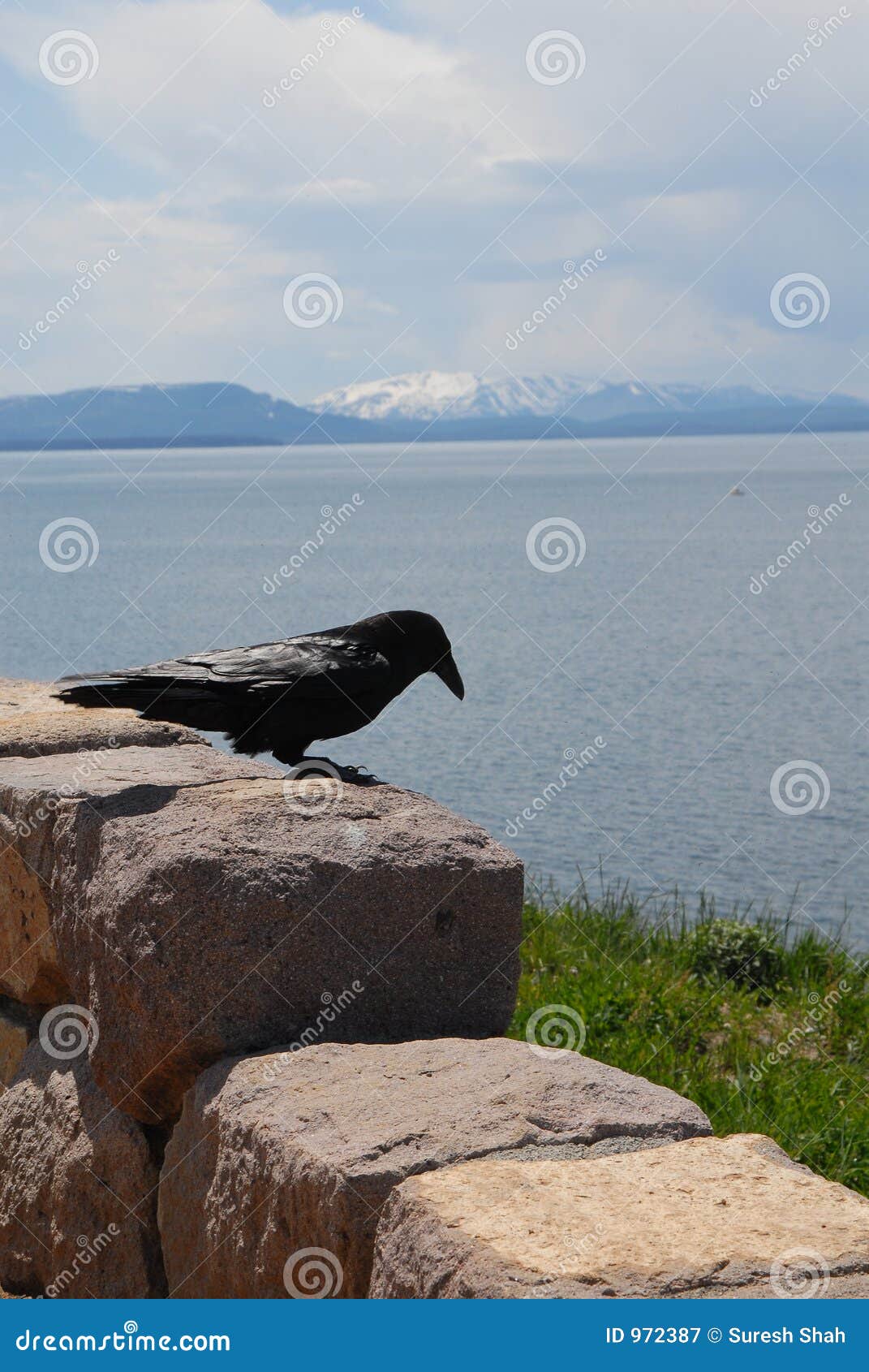 Crow on a Rock stock image. Image of lake, snow, clouds - 972387