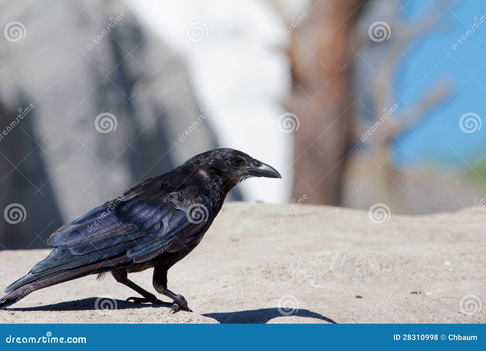 Crow on the Rocks stock photo. Image of copyspace, lurk - 28310998