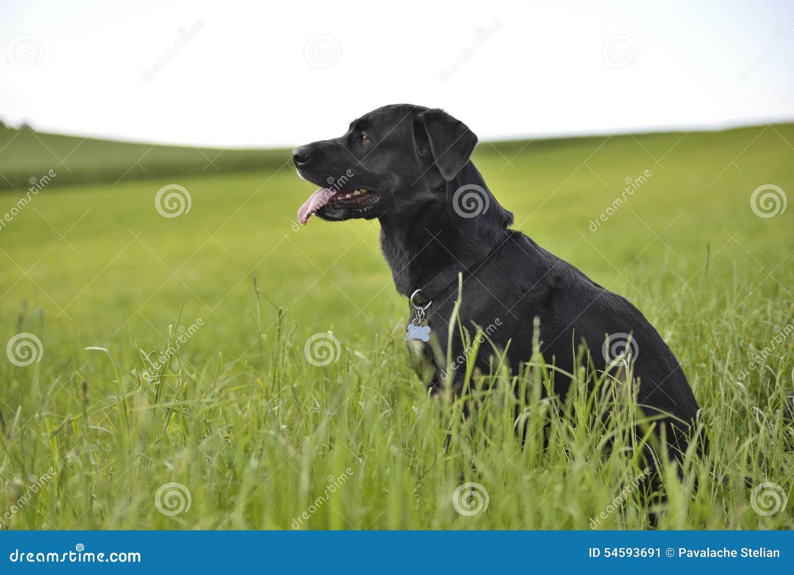 Crow Romanian Shepard Dog in Green Field Stock Image - Image of happy ...