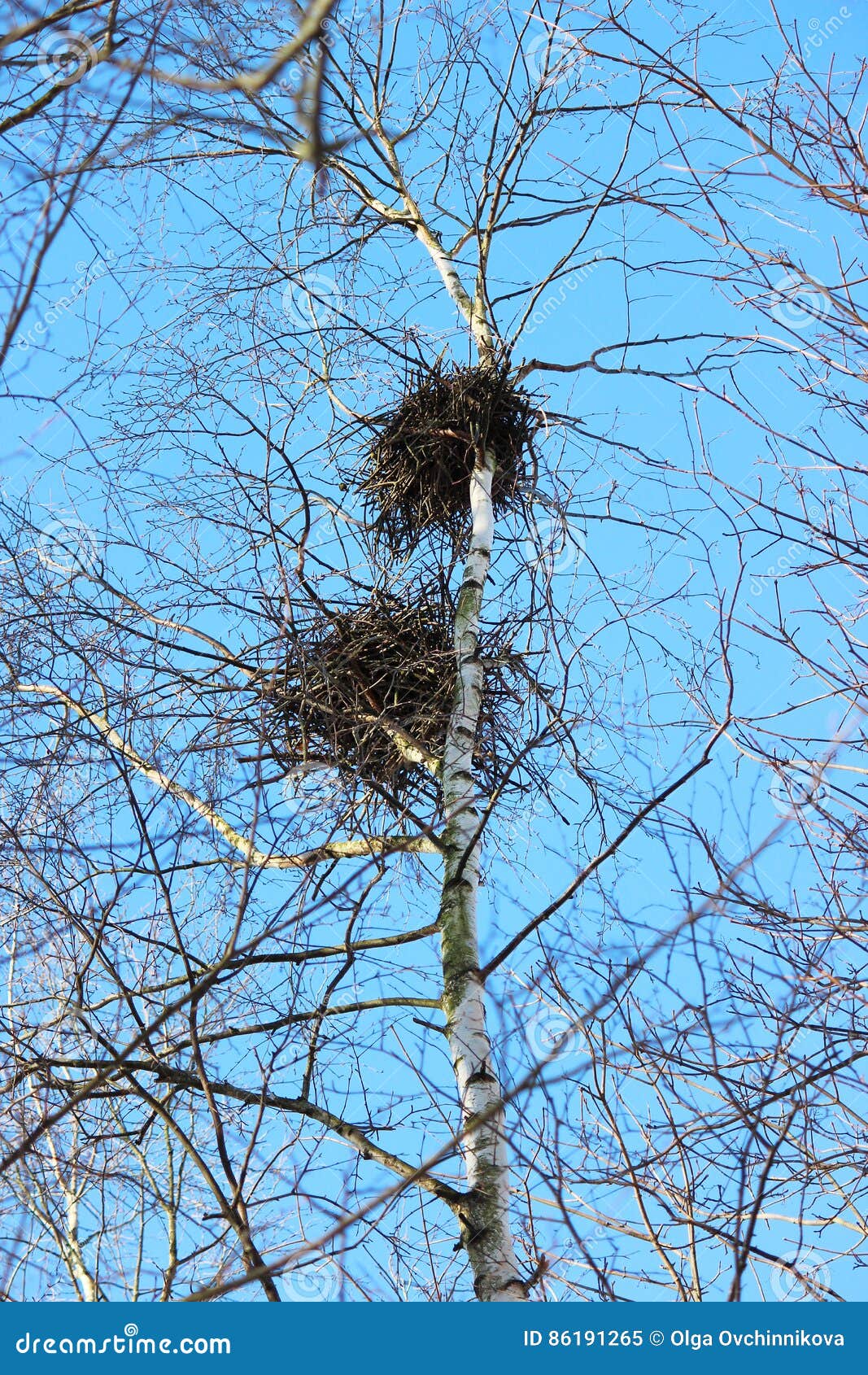 Crow S Nest on the Birches Against the Blue Sky in Spring Stock Image ...