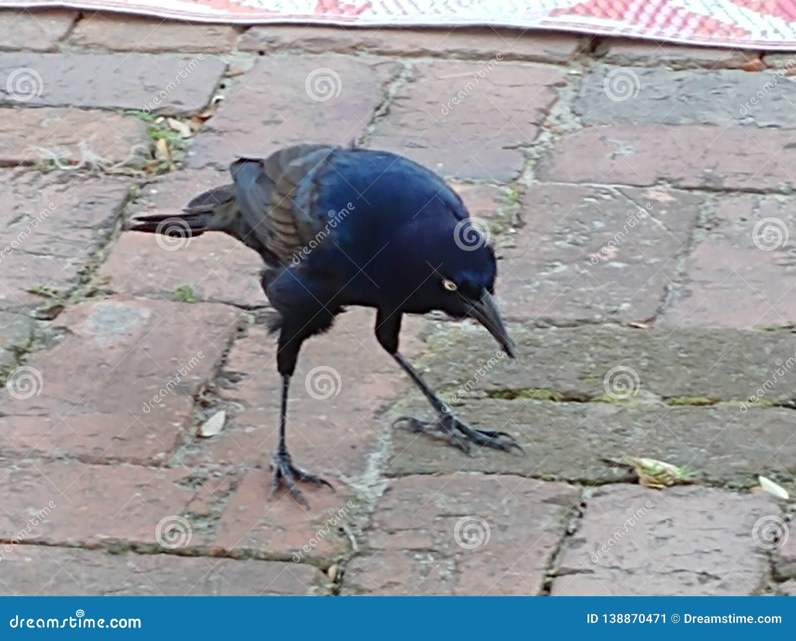 Crow stock image. Image of nature, crow, savannah, georgia - 138870471