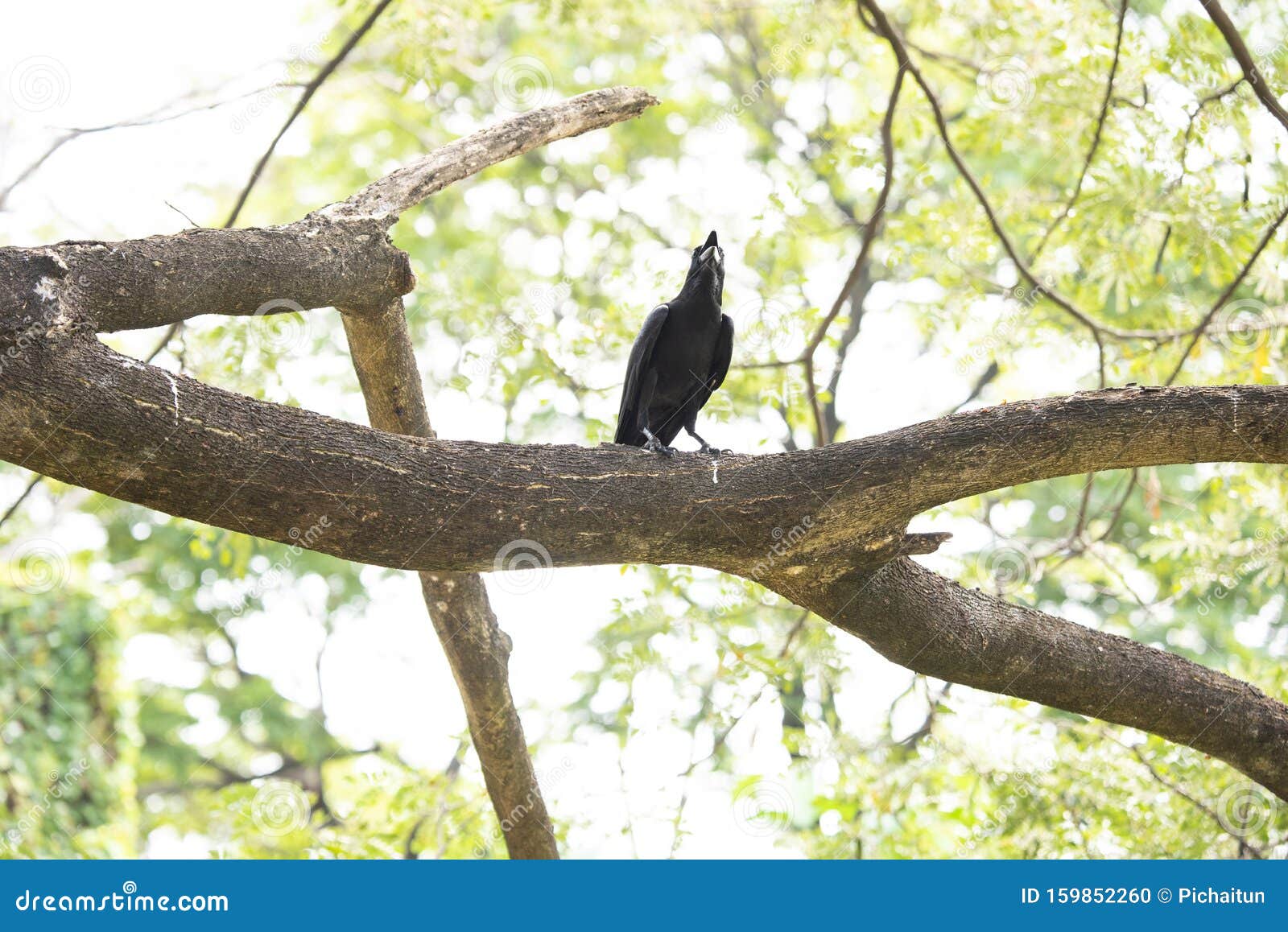 Eastern Jungle Crow stock photo. Image of park, bird - 159852260