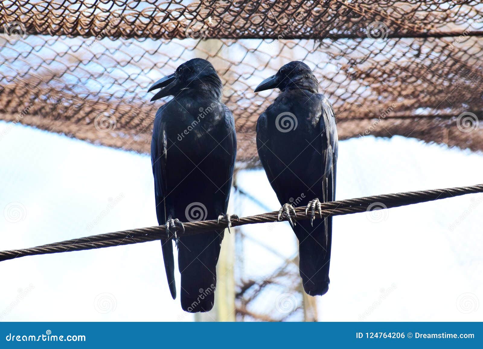 Crow Seating One Row Looking One Side Stock Photo - Image of eagle ...