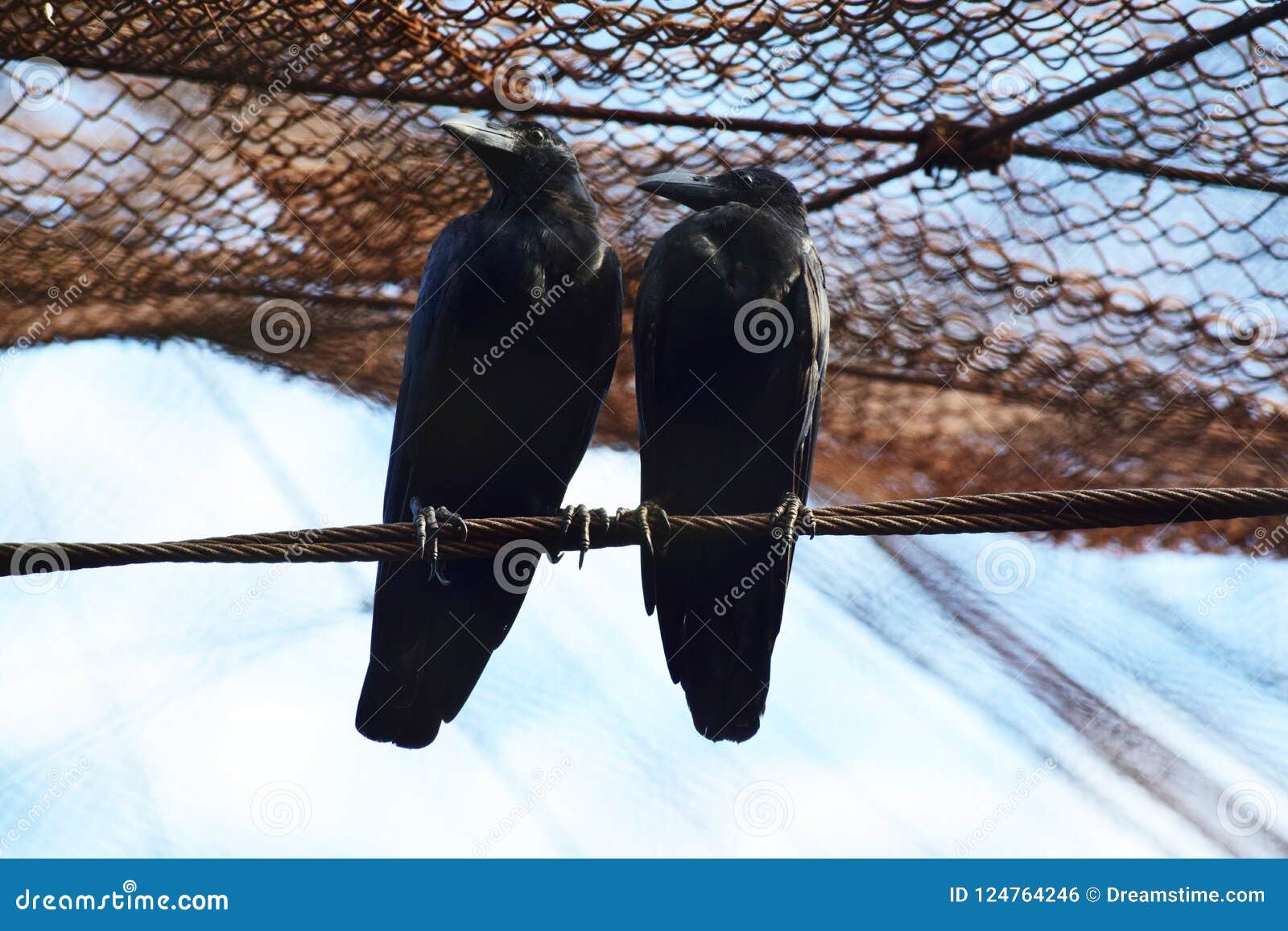 Crow Seating One Row Looking One Side Stock Photo - Image of wallpaper ...