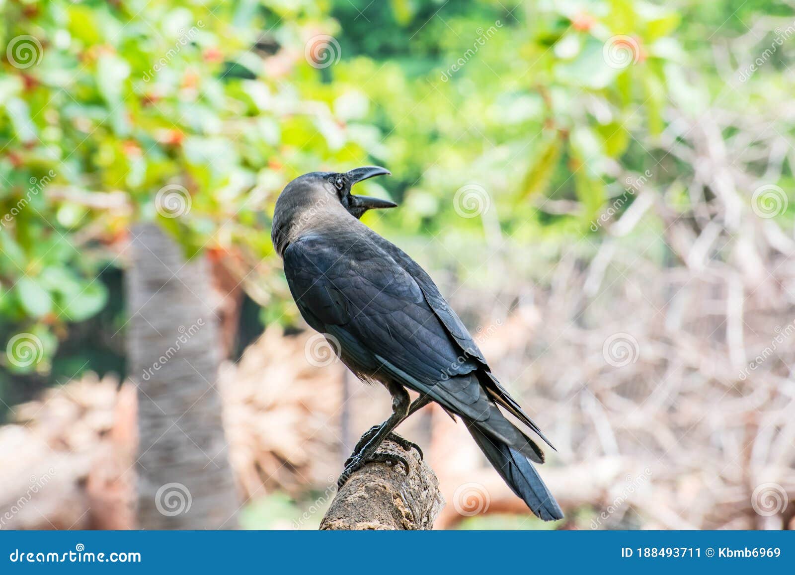 A Crow Seating on Tree Branch & Cawing in Public Park. Stock Image ...