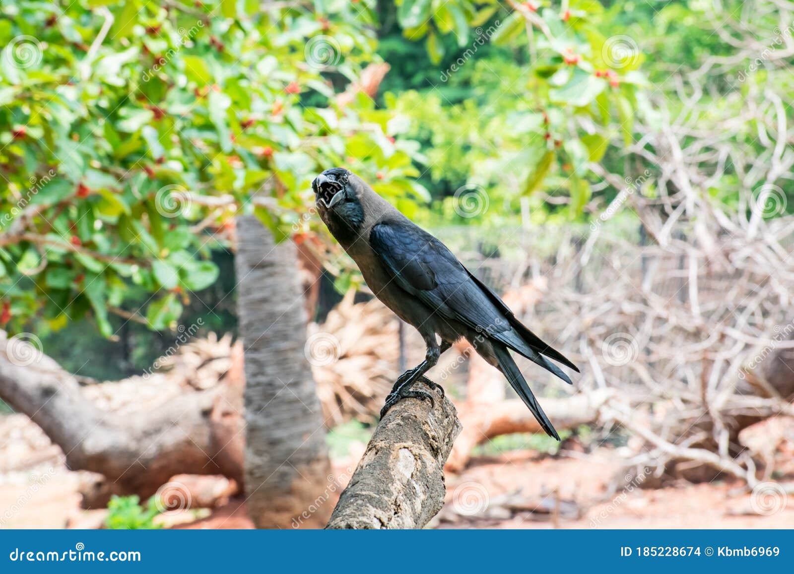 A Crow Seating on Tree Branch & Cawing in Public Park. Stock Photo ...