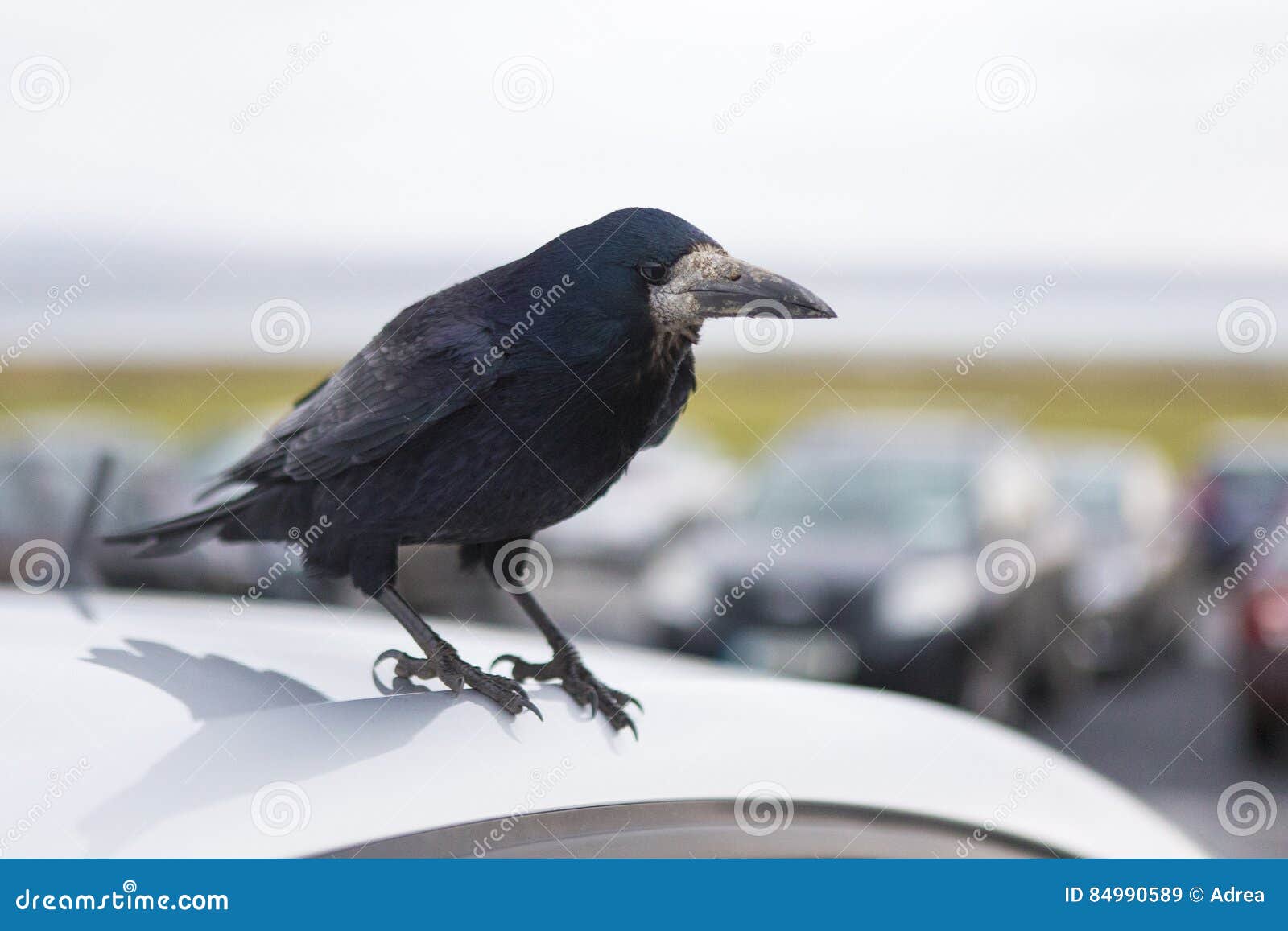 A Crow Sitting on a Car and His Reflection Stock Image - Image of ...