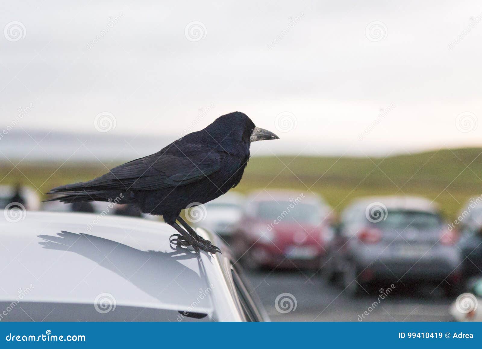A Crow Sitting on a Car and His Reflection Stock Image - Image of ...