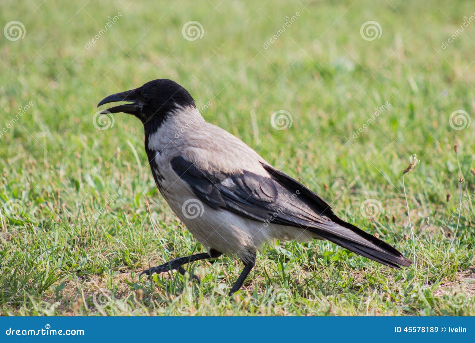 Crow stock image. Image of black, field, feathers, earth - 45578189